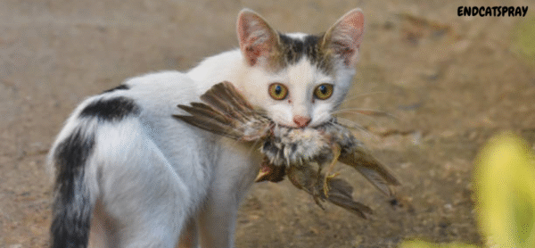 Do Cats Eat Recently Dead Birds? Vet-Verified Facts & FAQ