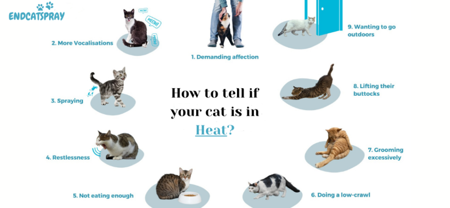 How Do You Know If A Cat Is In Heat? - EndCatSpray