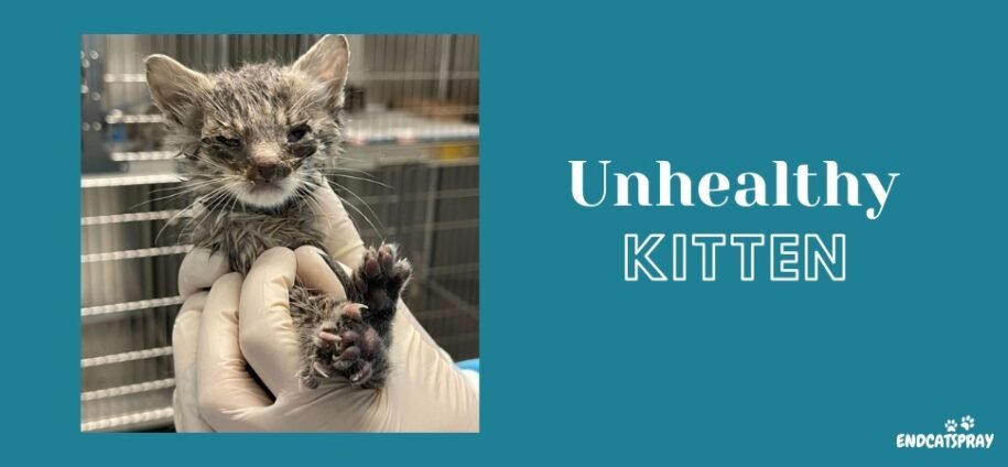 Why Do Cats Kill Their Kittens - EndCatSpray