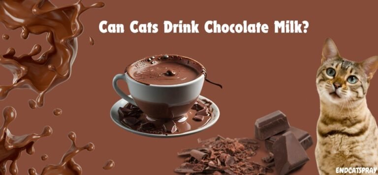 Can Cats Drink Chocolate Milk? Treat Or Toxic? - EndCatSpray