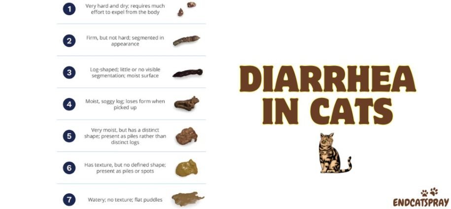 Is Cat Diarrhea Serious? - EndCatSpray