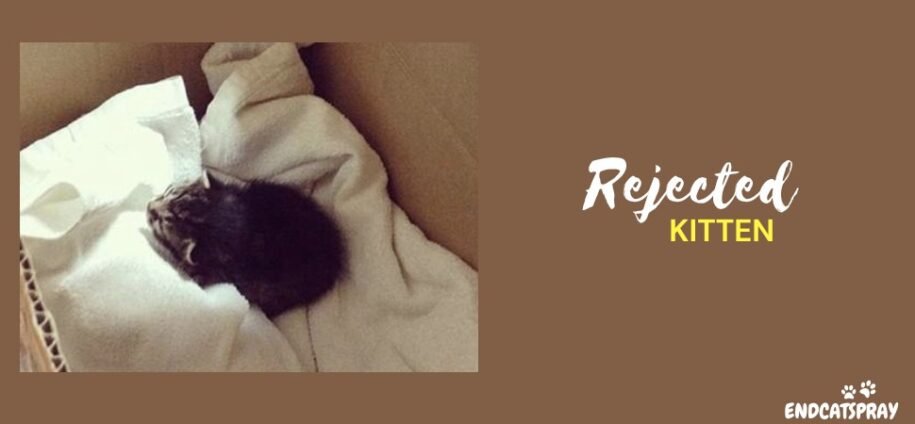 Why Is My Cat Moving Her Kittens Under My Bed?