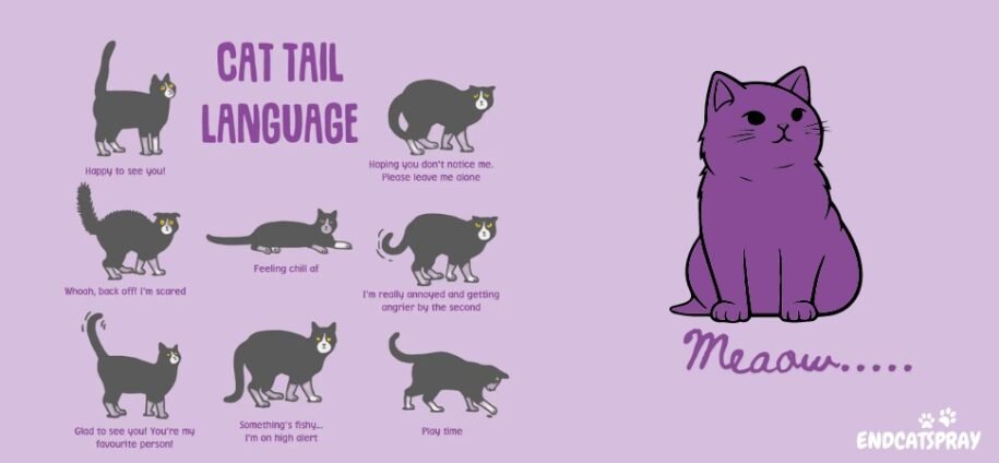 What Does Your Cat's Tail Language Tell You - EndCatSpray