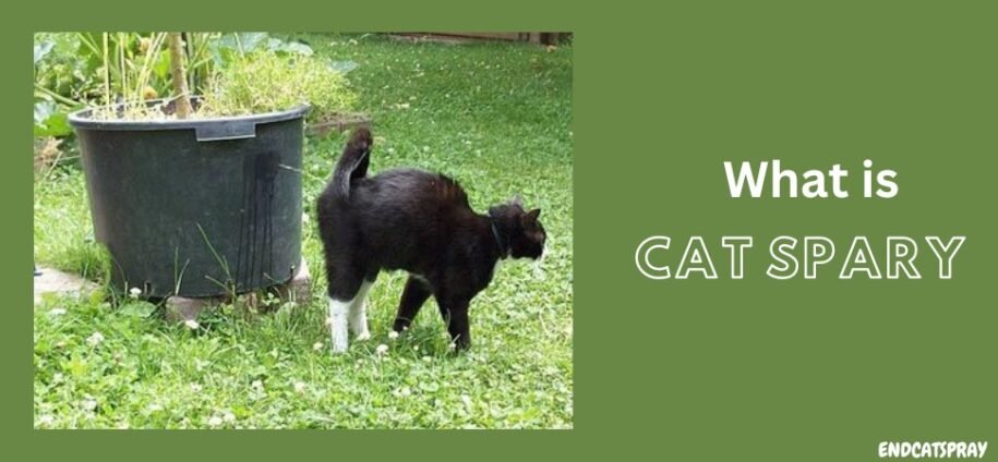 When Do Male Cats Start Spraying - Causes And Solutions - EndCatSpray